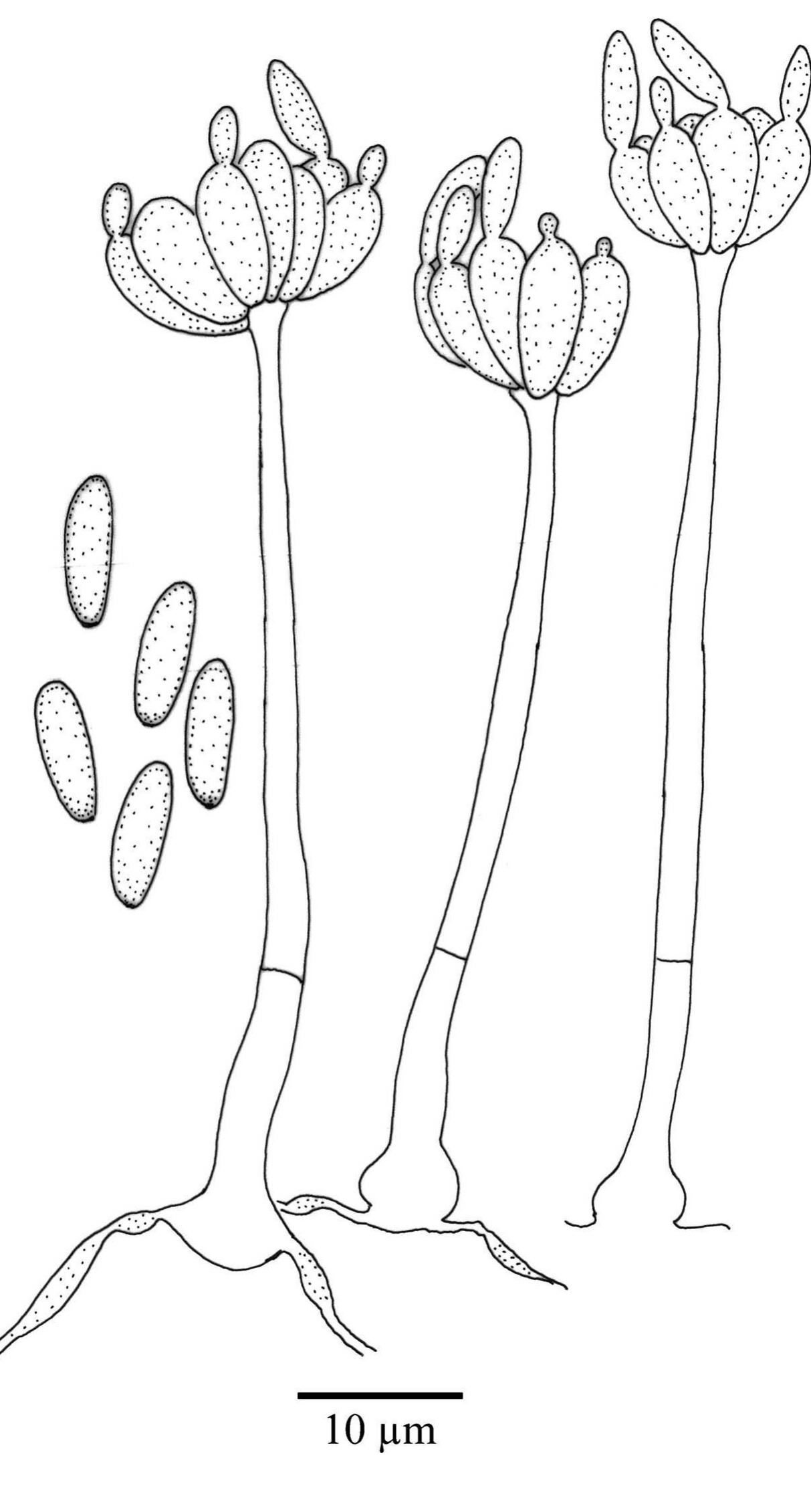 Figure 21 - Overview of Stachybotrys (Memnoniella) and