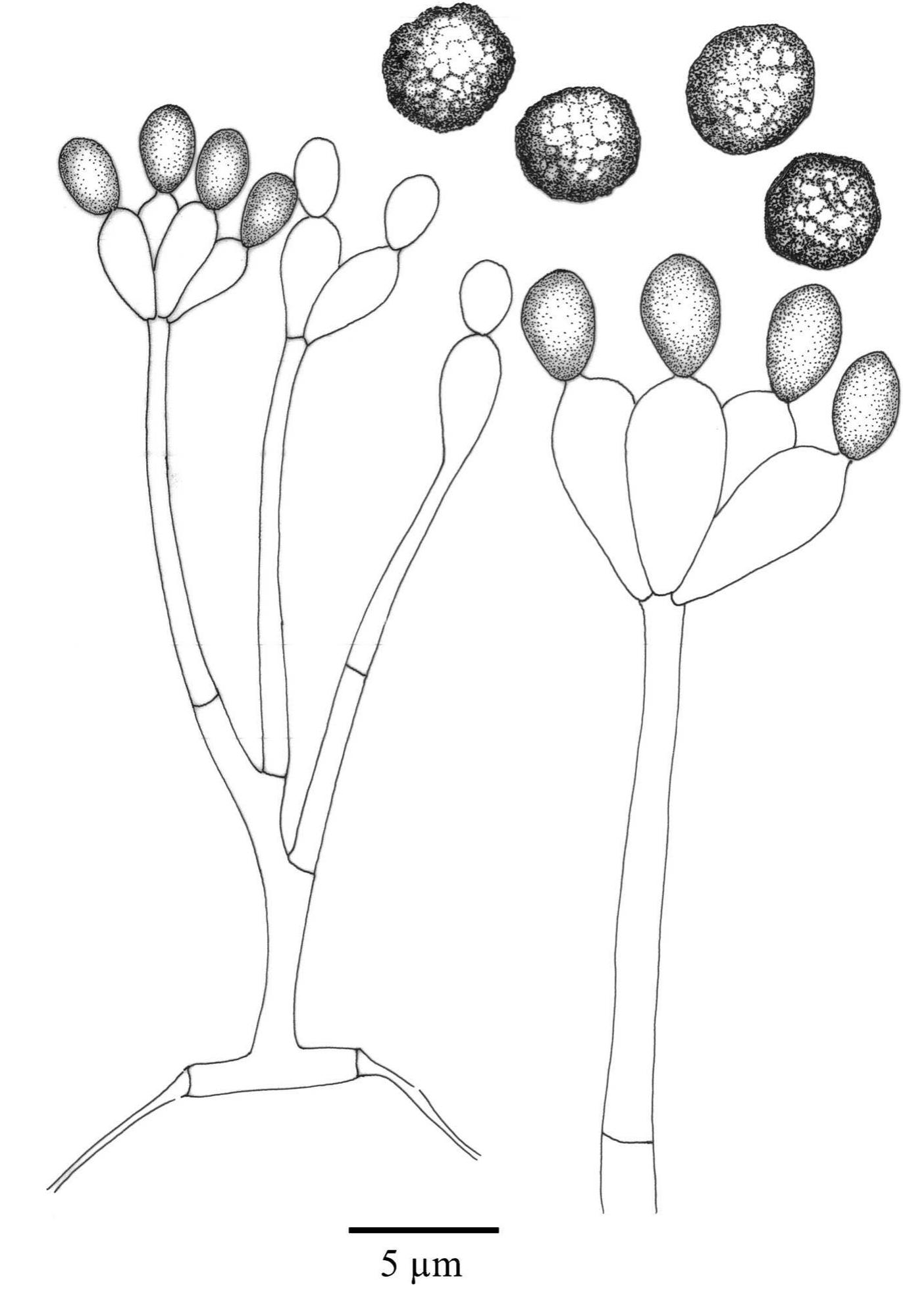 Figure 24 - Overview of Stachybotrys (Memnoniella) and