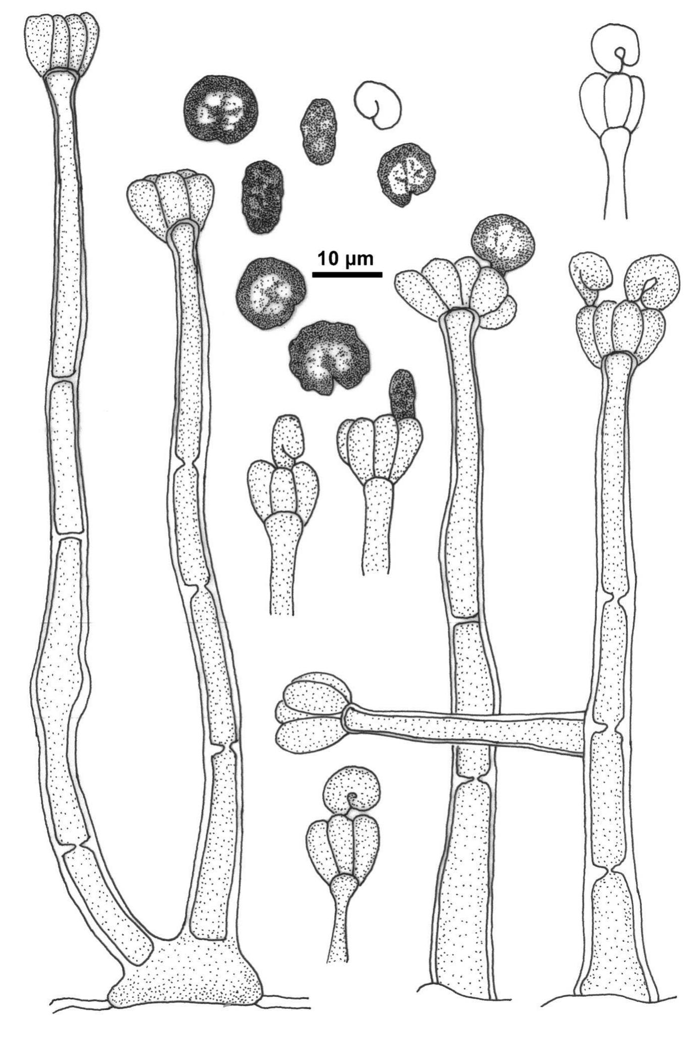 Figure 26 - Overview of Stachybotrys (Memnoniella) and