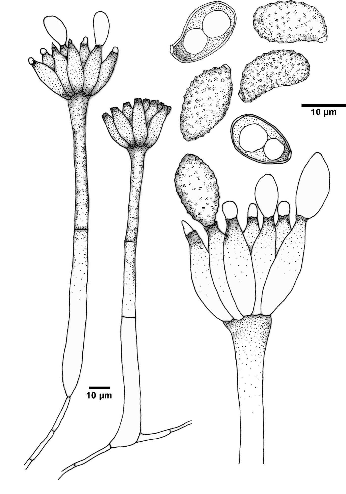 Figure 29 - Overview of Stachybotrys (Memnoniella) and
