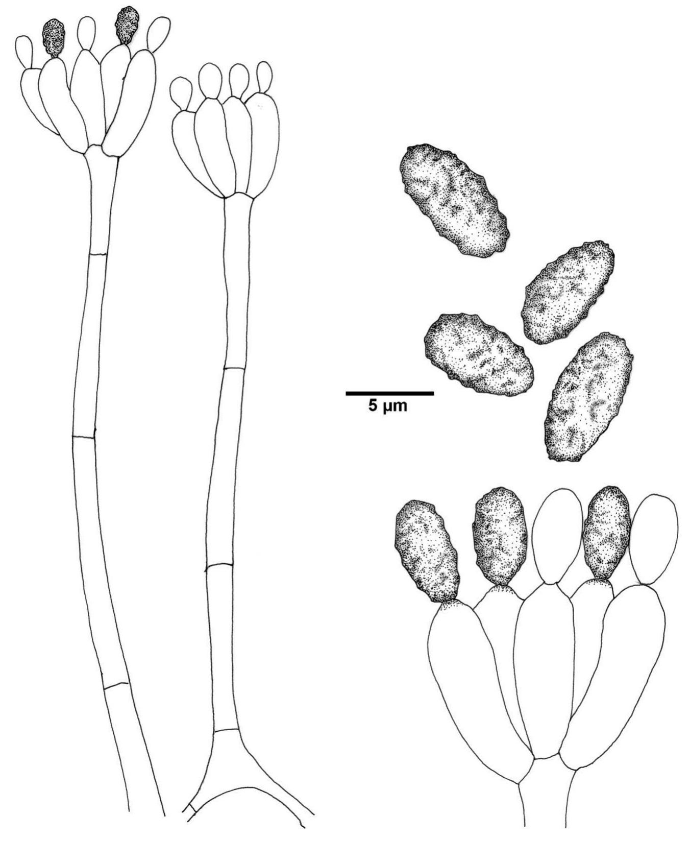 Figure 31 - Overview of Stachybotrys (Memnoniella) and