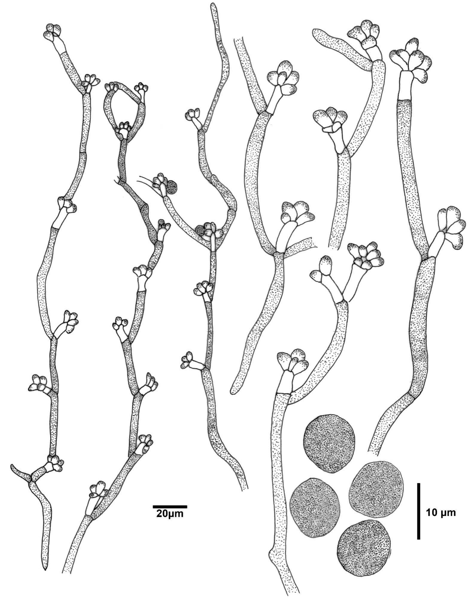 Figure 33 - Overview of Stachybotrys (Memnoniella) and