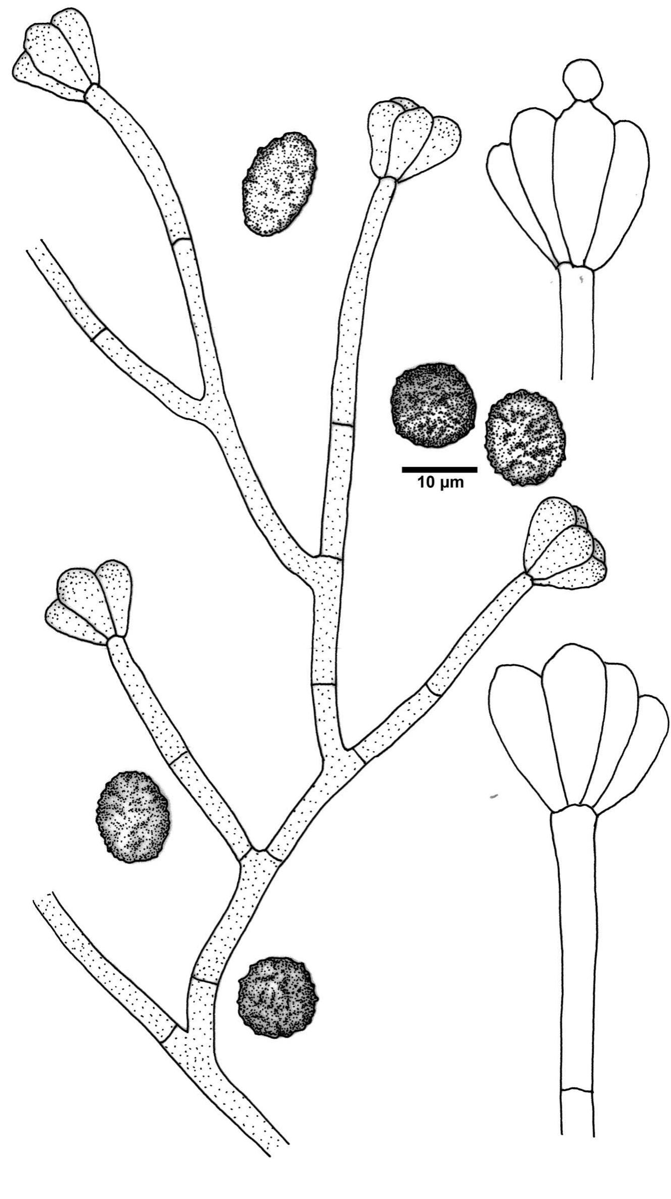Figure 39 - Overview of Stachybotrys (Memnoniella) and