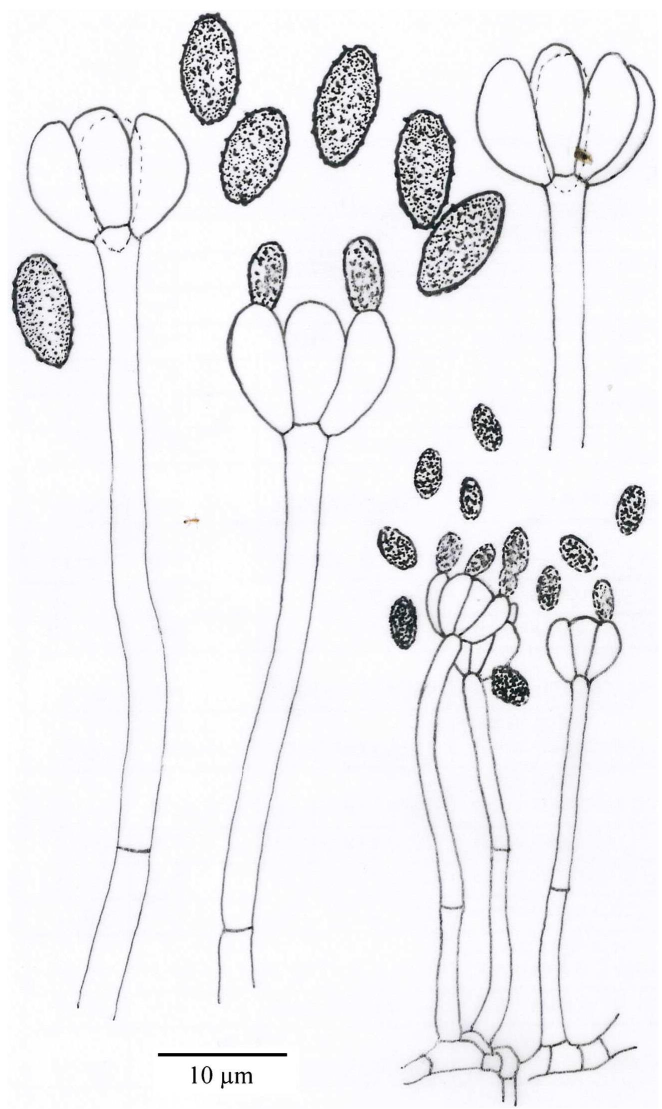 Figure 50 - Overview of Stachybotrys (Memnoniella) and
