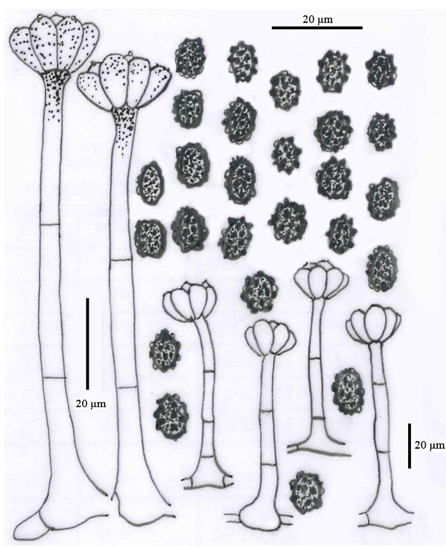 Figure 51 - Overview of Stachybotrys (Memnoniella) and