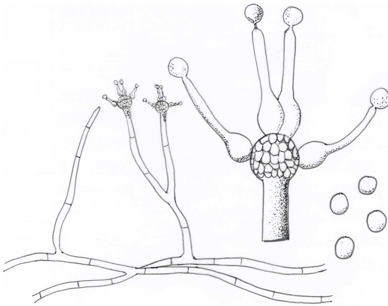 Figure 54 - Overview of Stachybotrys (Memnoniella) and