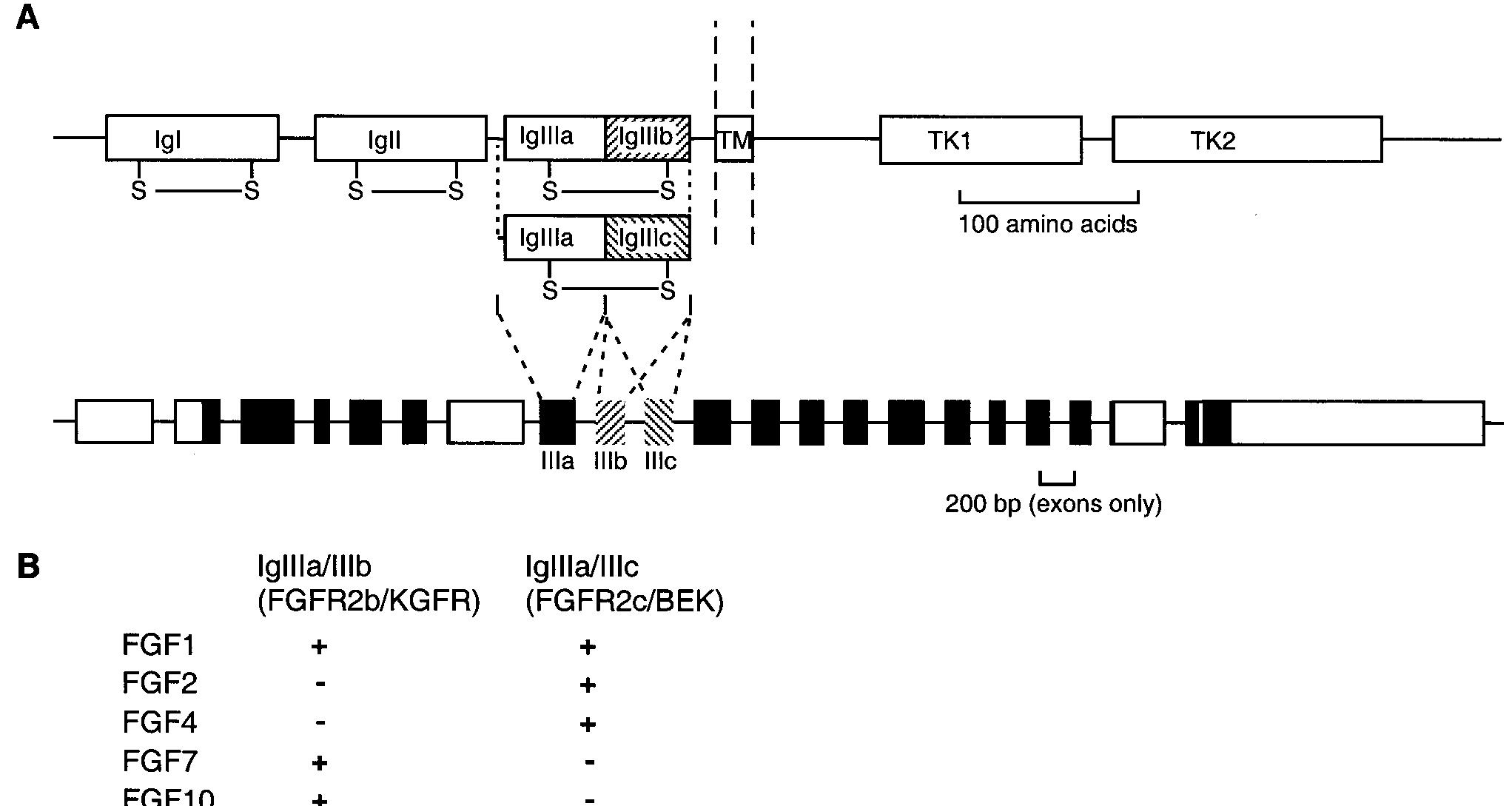 Figure 1 - from FGFs, their receptors, and human limb