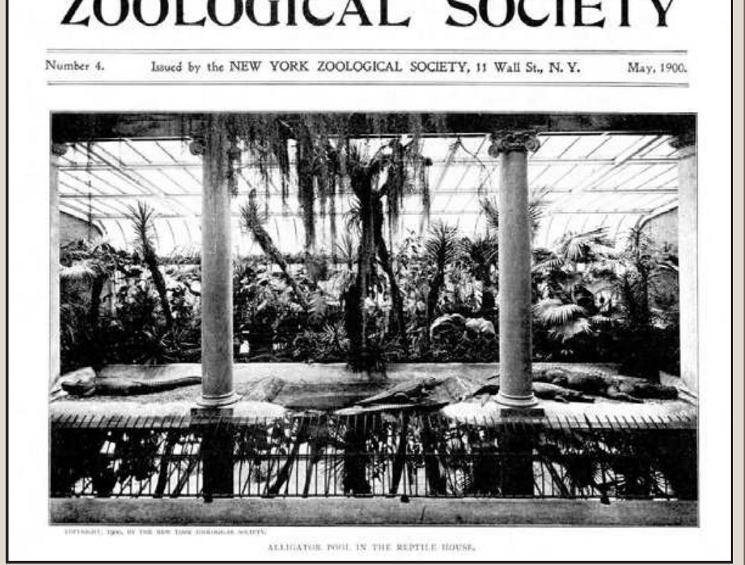 Figure 11 - from A brief history of crocodilian science