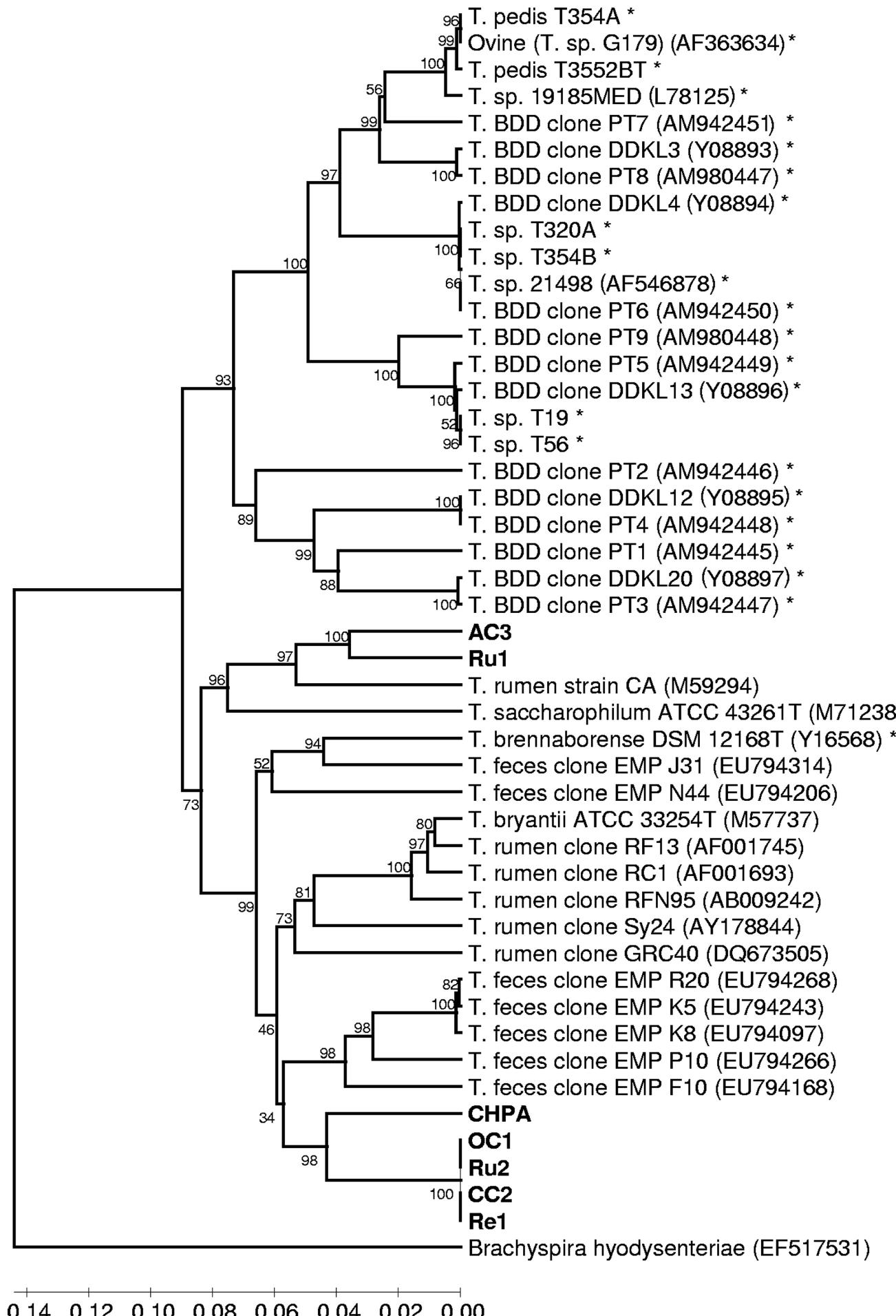 Phylogenetic tree of bovine gi tract treponemes based on an
