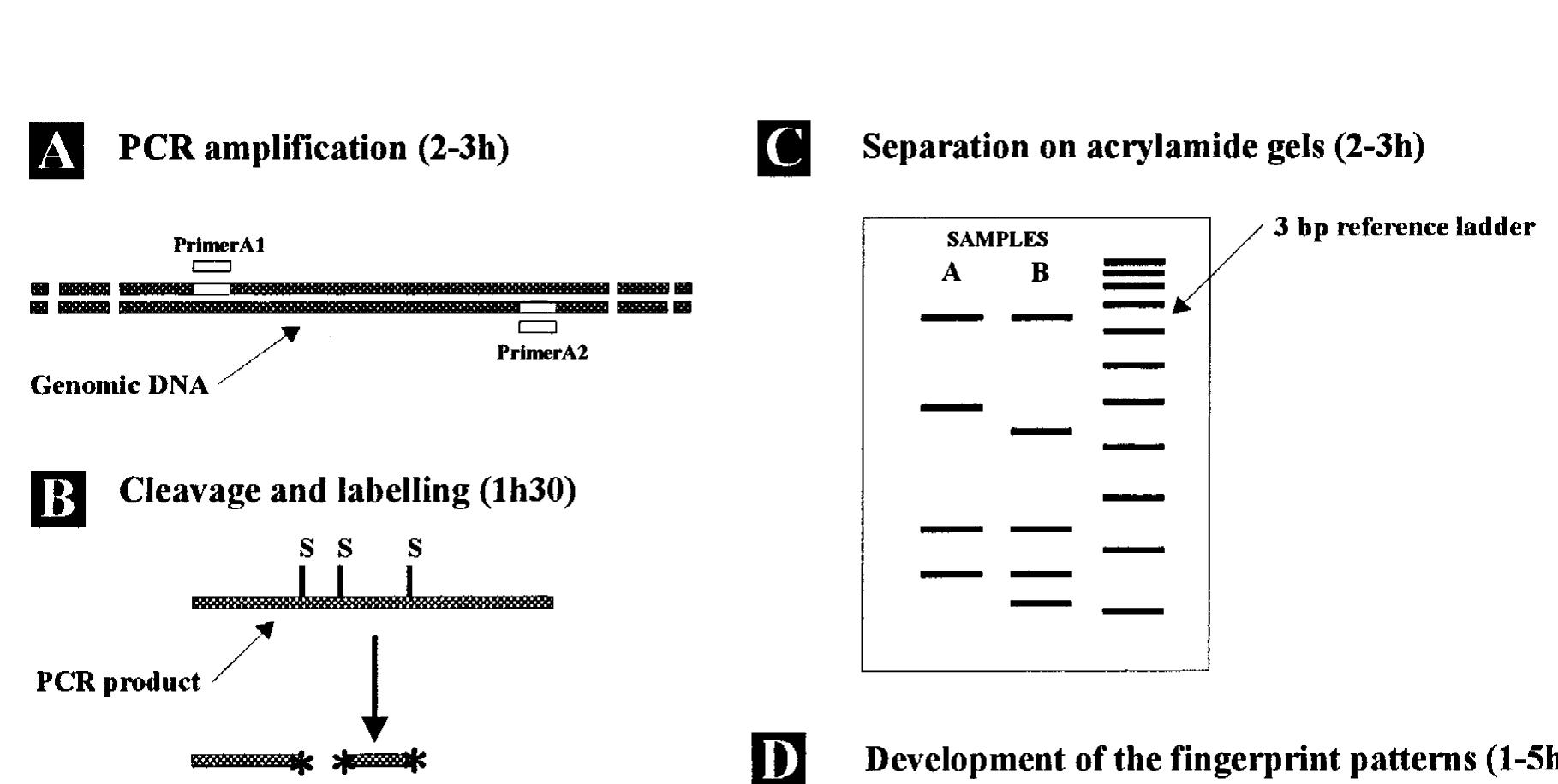 Diagram showing the different steps of targeted pcr