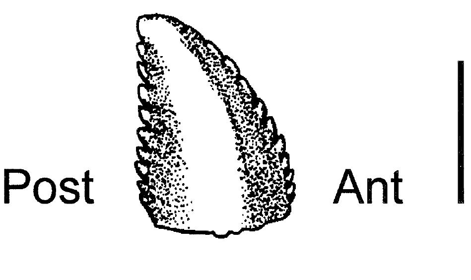 - labial view of maxillary tooth of troodon formo- sus,