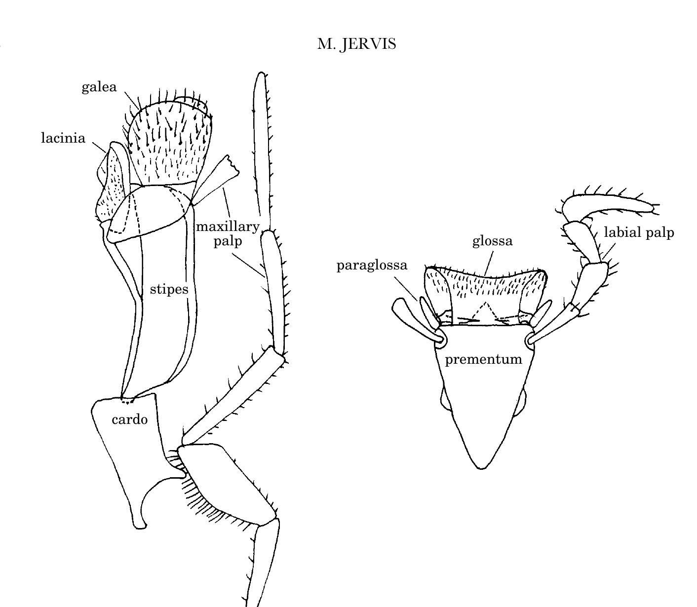 Unspecialized maxilla and labium in parasitoid hymenoptera: