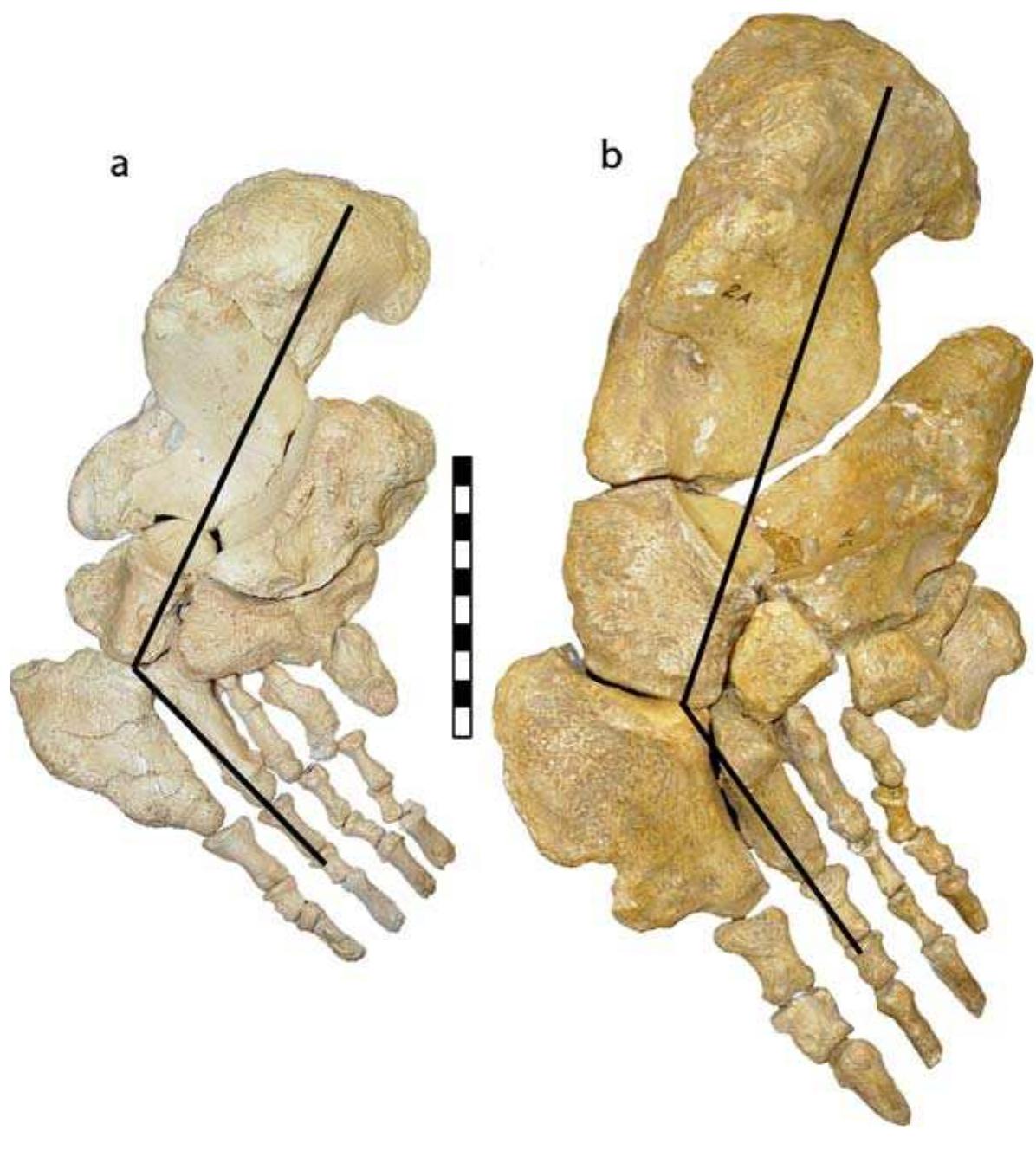 Proximal phalanx five only being about twice the size of