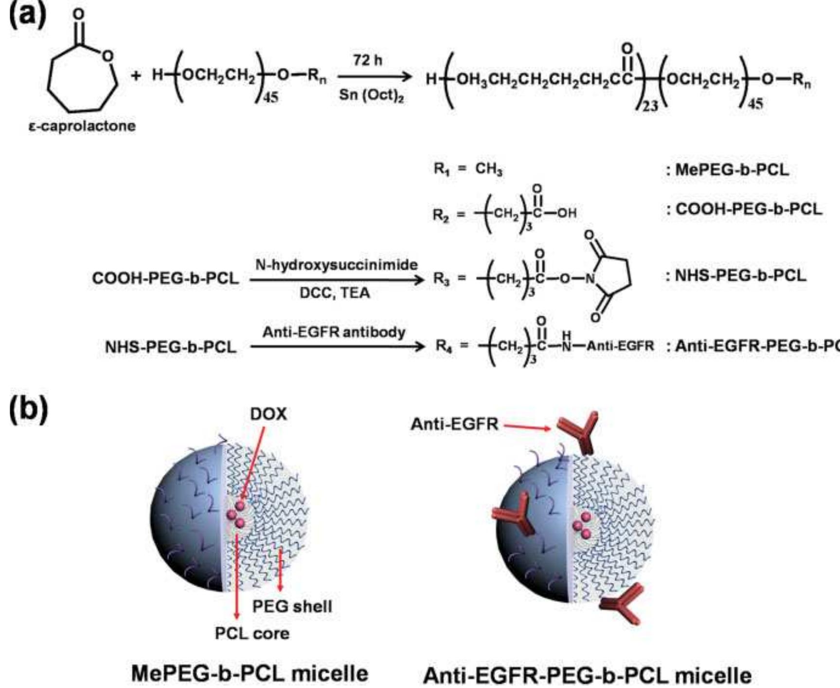 (a) synthesis of mepeg-b-pcl, cooh-peg-b-pcl, nhs-peg-b-pcl,