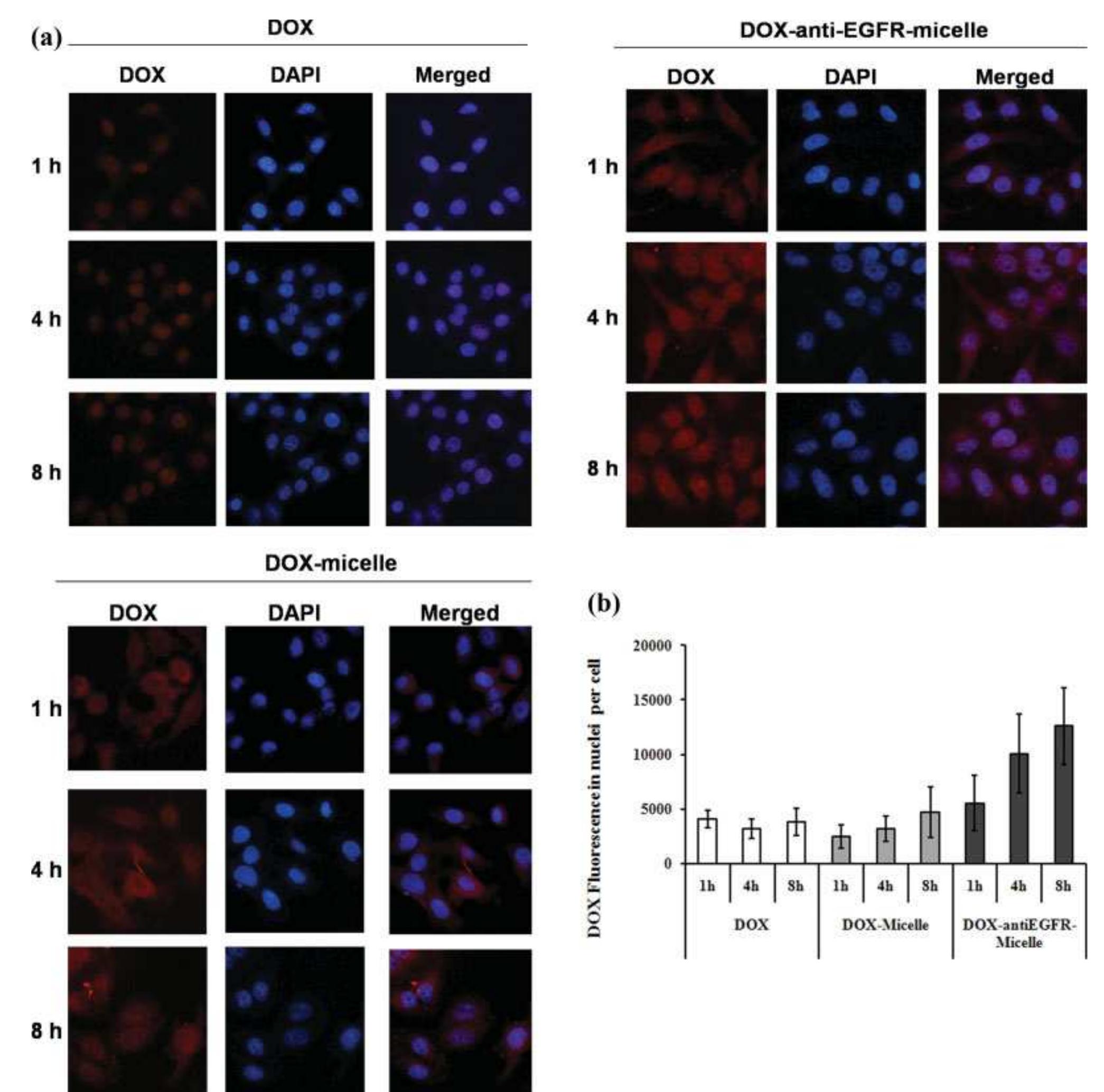(a) fluorescence microscopy images of rko cells incubated
