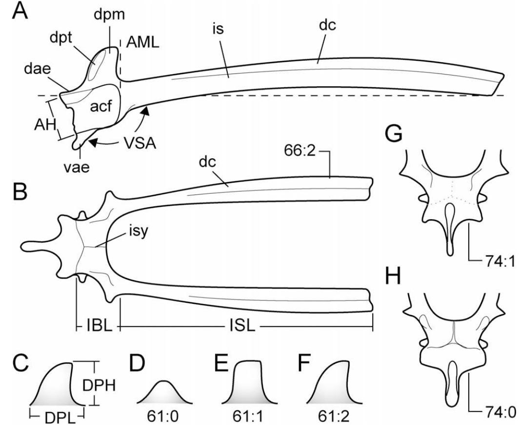 Figure 2 - The archaic ilial morphology of an enigmatic