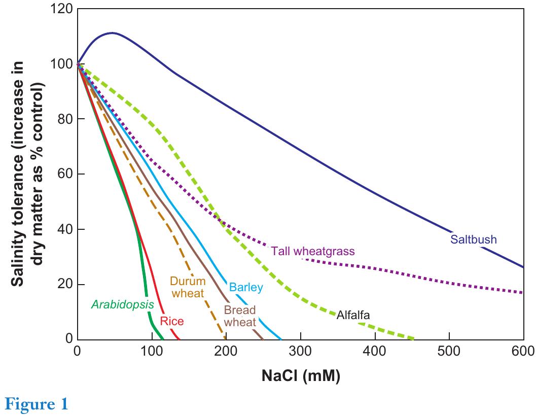 (PDF) Mechanisms of Salinity Tolerance