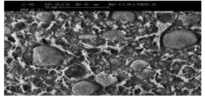 Surface morphology of hdha 20 and hduhha 20 is shown in
