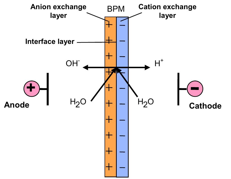 Schematic drawing of the water splitting function of a bpm.