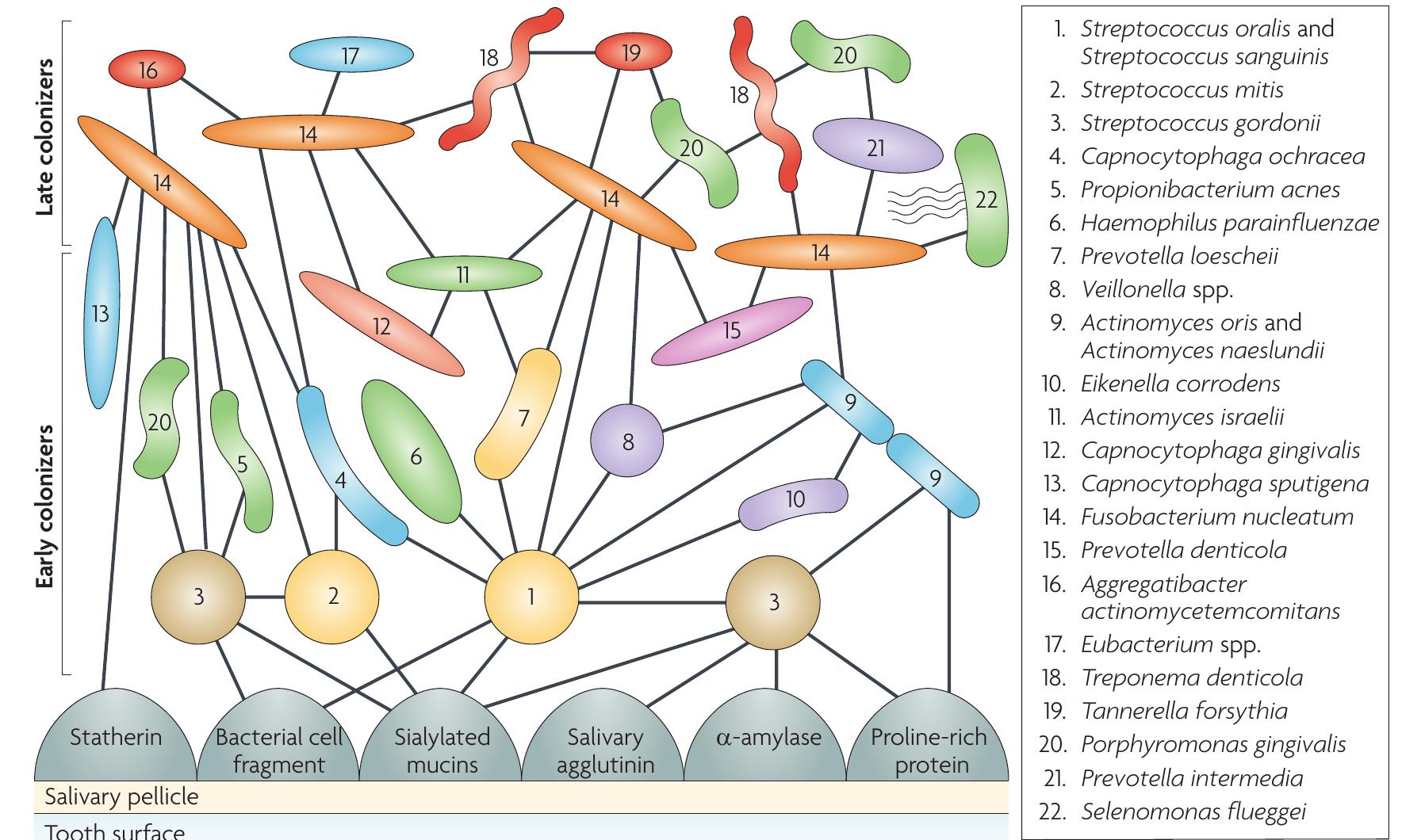 Figure 1 - from Oral multispecies biofilm development and