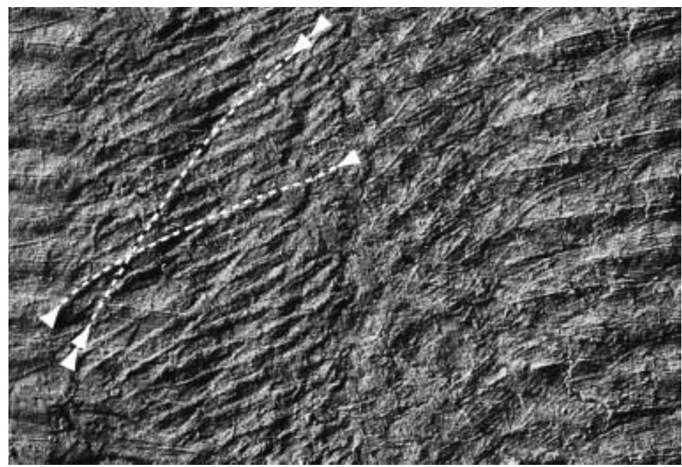 Photograph of halkieria scleritome in oblique light showing