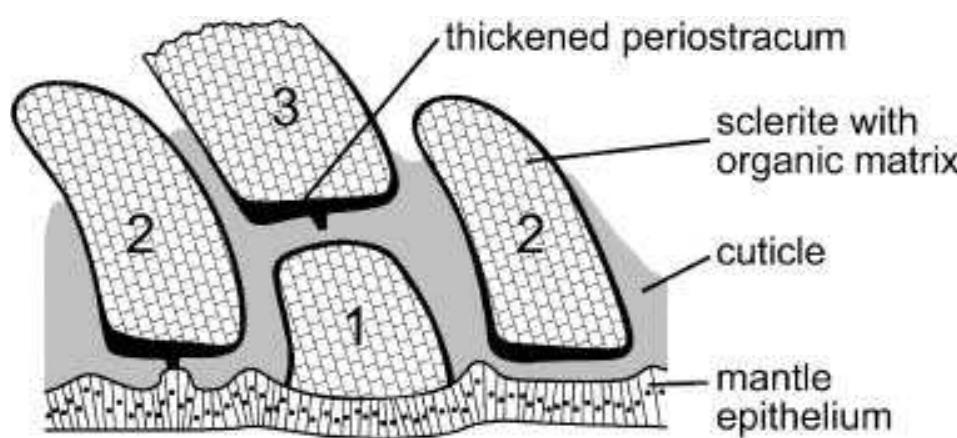 Diagram of the replacement of scales in the perinotum of