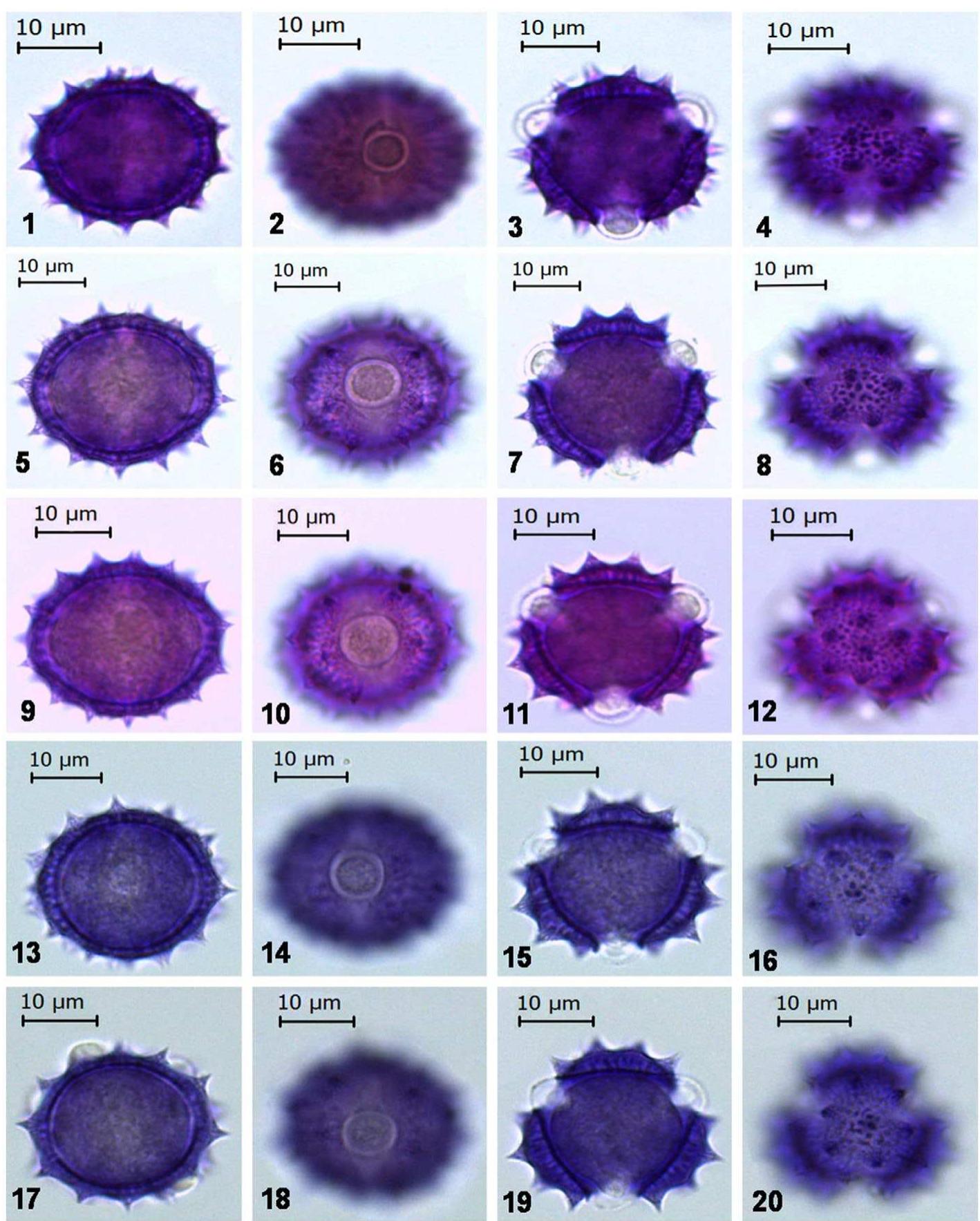 Pollen morphology of cota by light microscopy. 1-4 c.