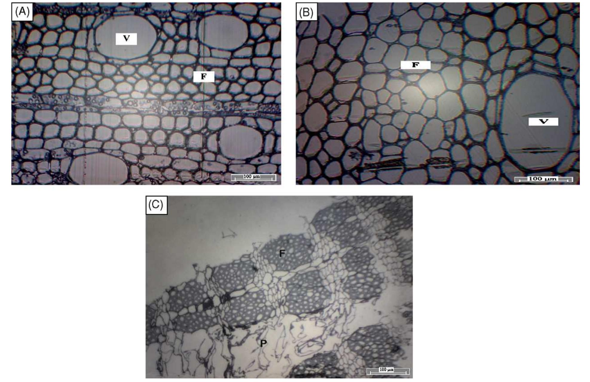 Figure 4 - from Cell wall ultrastructure, anatomy, lignin