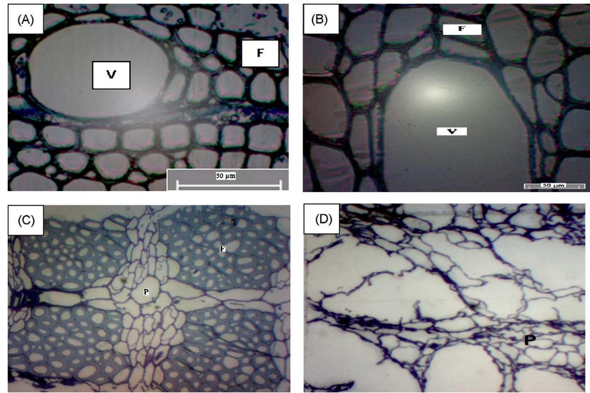 Light microscopic images of kenaf fibers: (a) transverse
