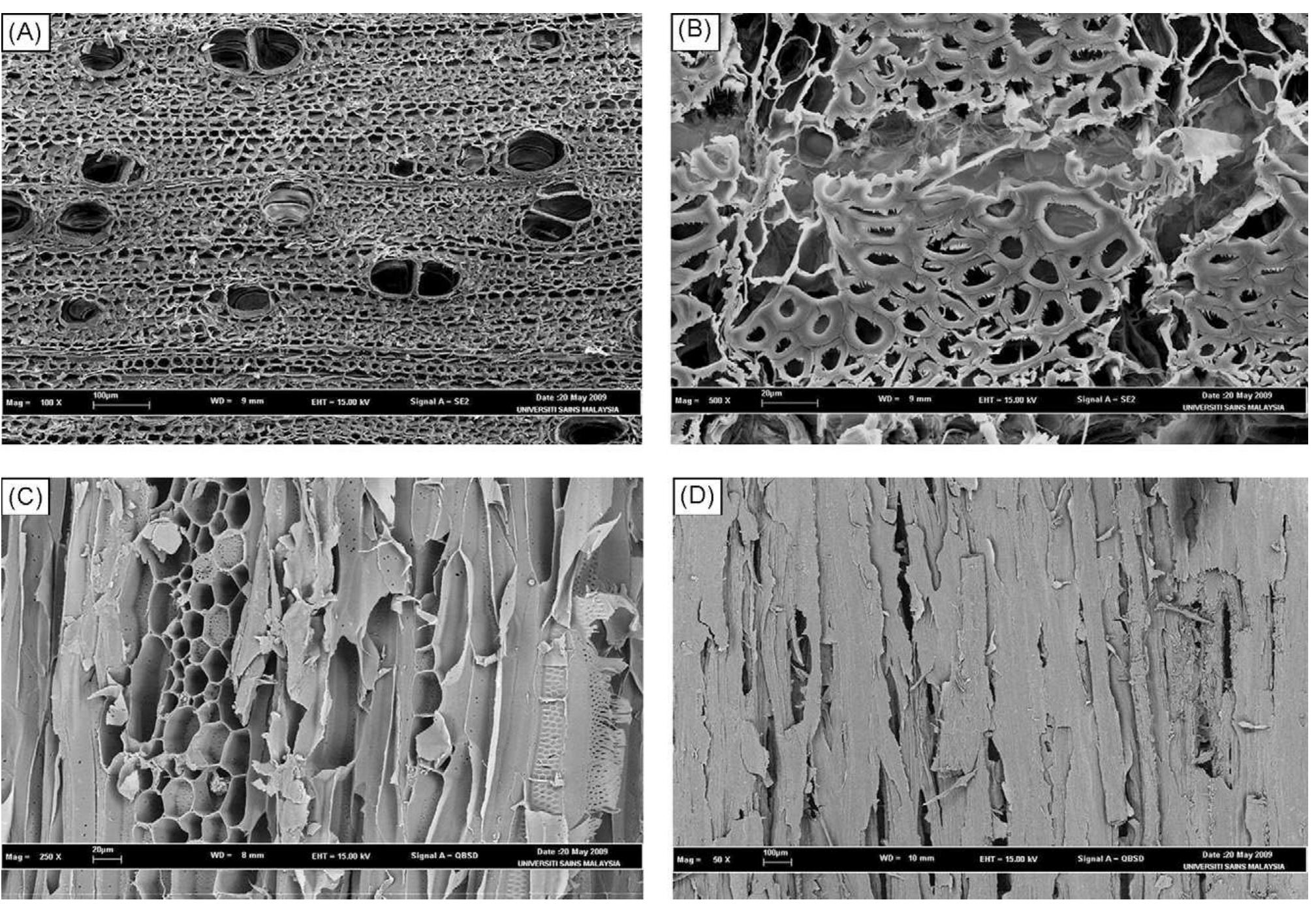 Figure 6 - from Cell wall ultrastructure, anatomy, lignin