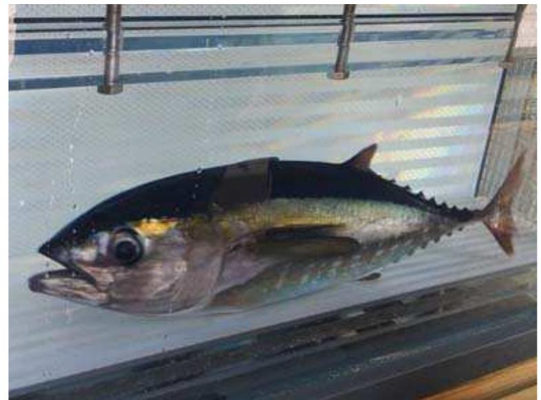 4 blackfin tuna (thunnus atlanticus) metabolism and swimming