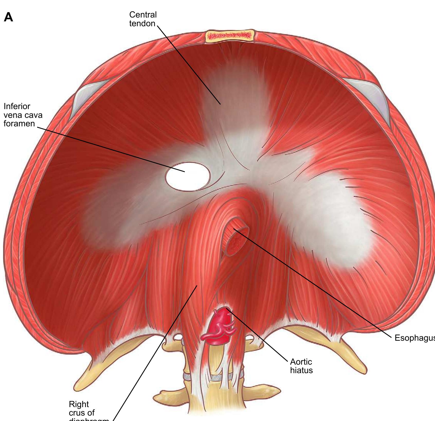 The anatomic features of the diaphragm allow it to act like