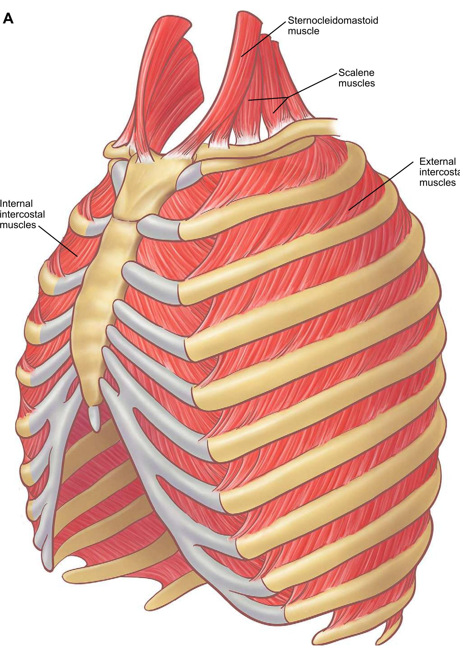 (PDF) The Anatomy of the Ribs and the Sternum and Their Relationship to ...