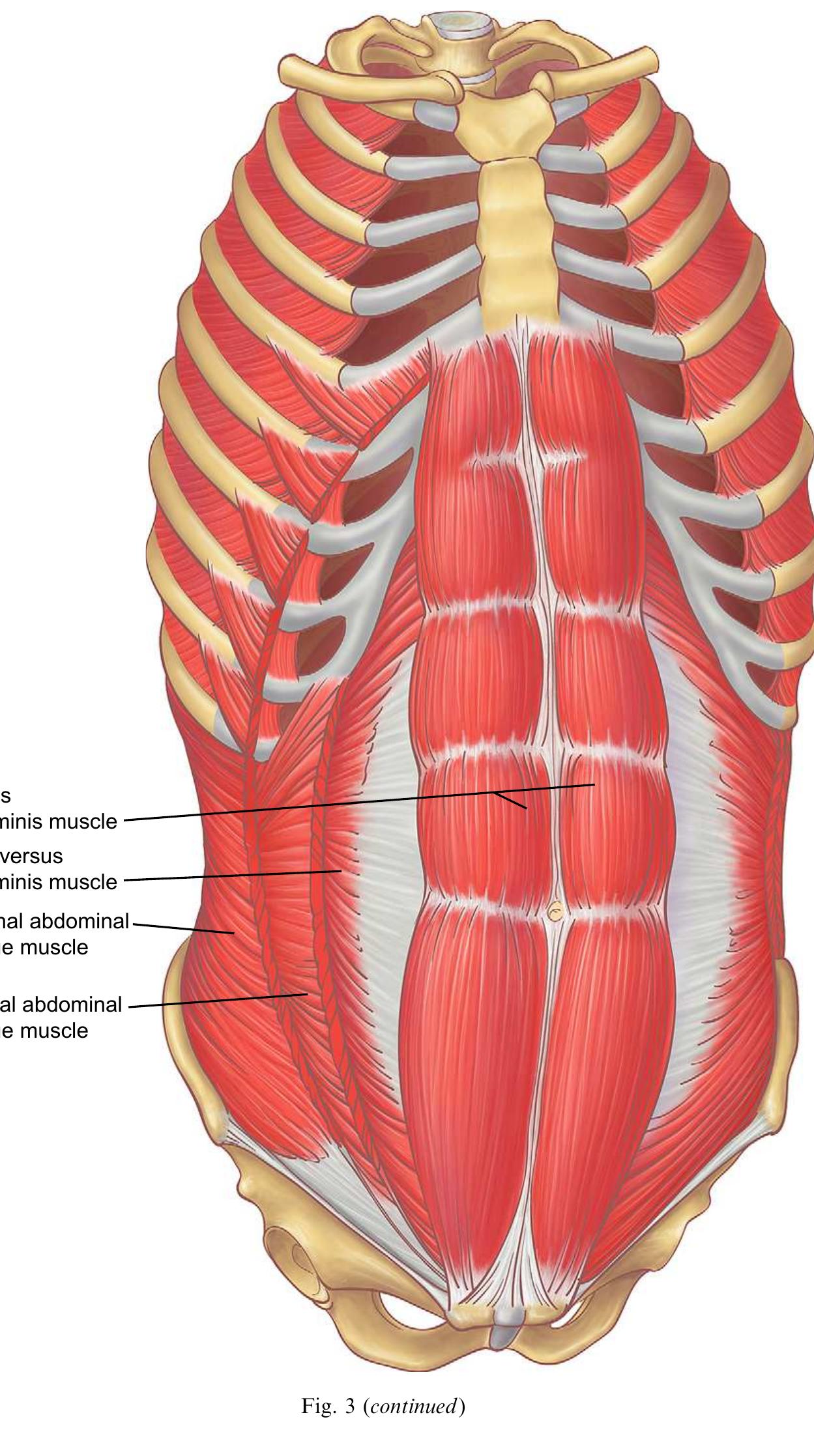 Figure 5 - from The Anatomy of the Ribs and the Sternum and