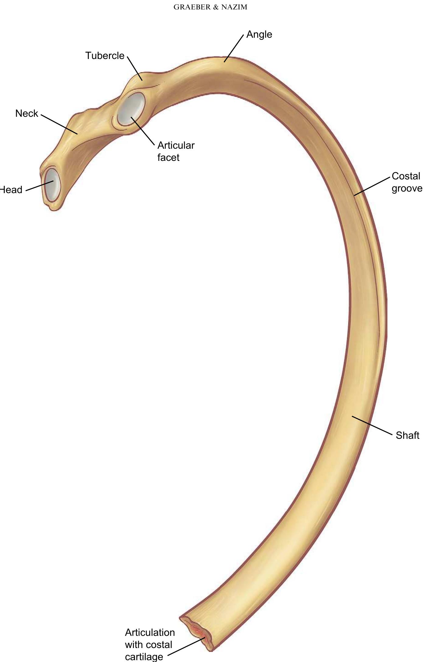 (PDF) The Anatomy of the Ribs and the Sternum and Their Relationship to ...