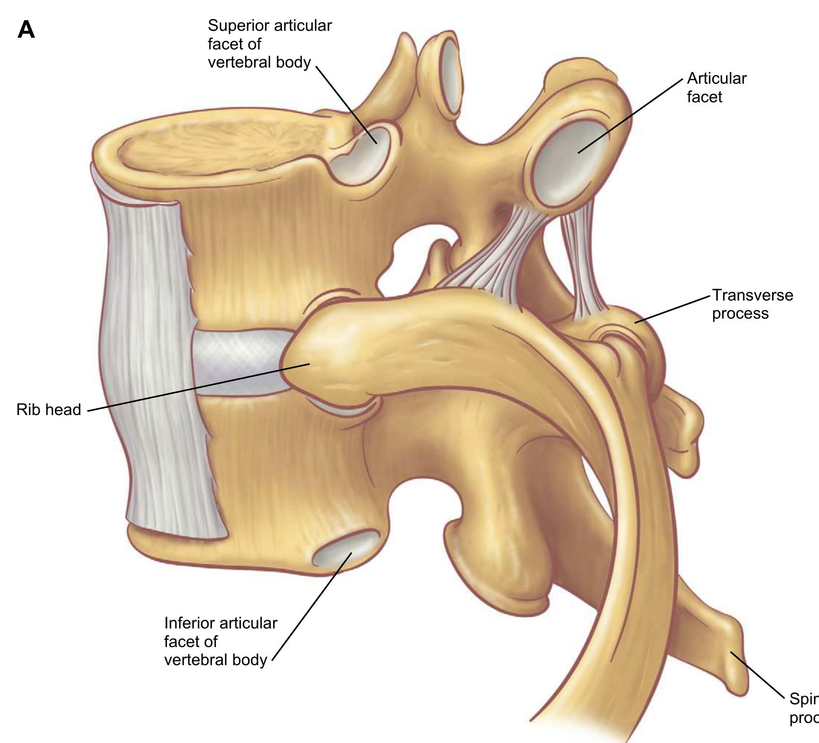 (PDF) The Anatomy of the Ribs and the Sternum and Their Relationship to ...