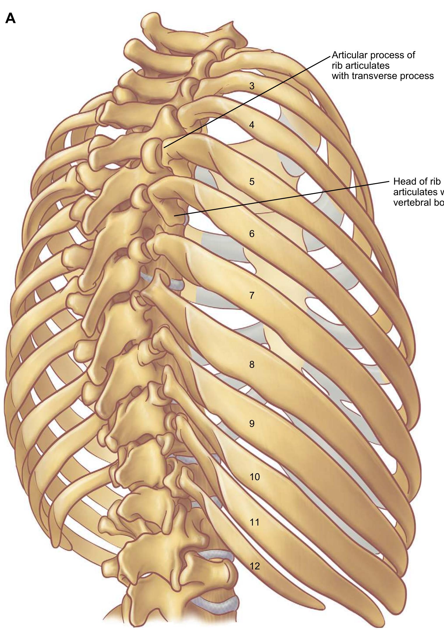 (PDF) The Anatomy of the Ribs and the Sternum and Their Relationship to ...