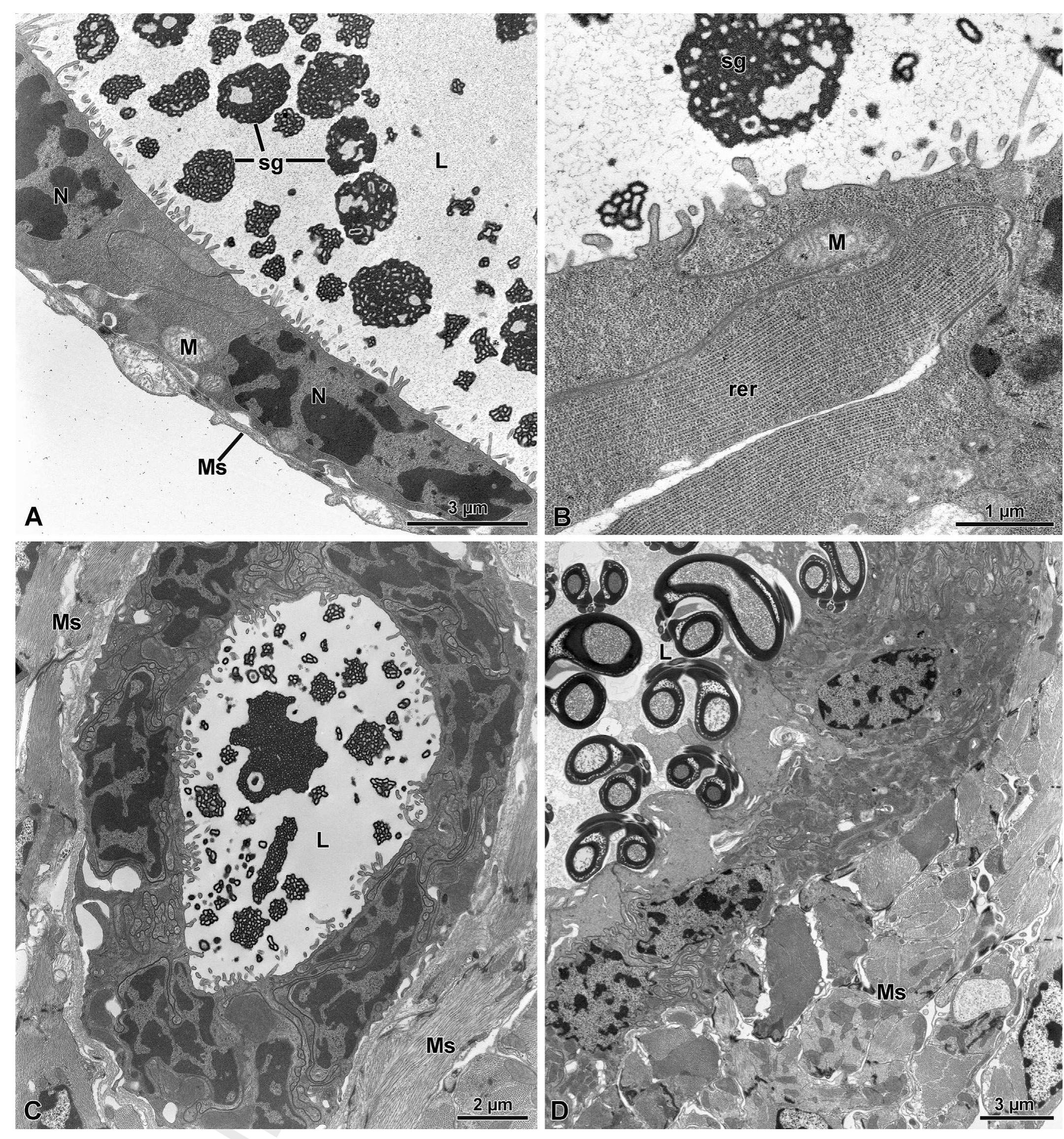 Ig. 7. a—b. cross-sections through cylindrical gland; thin