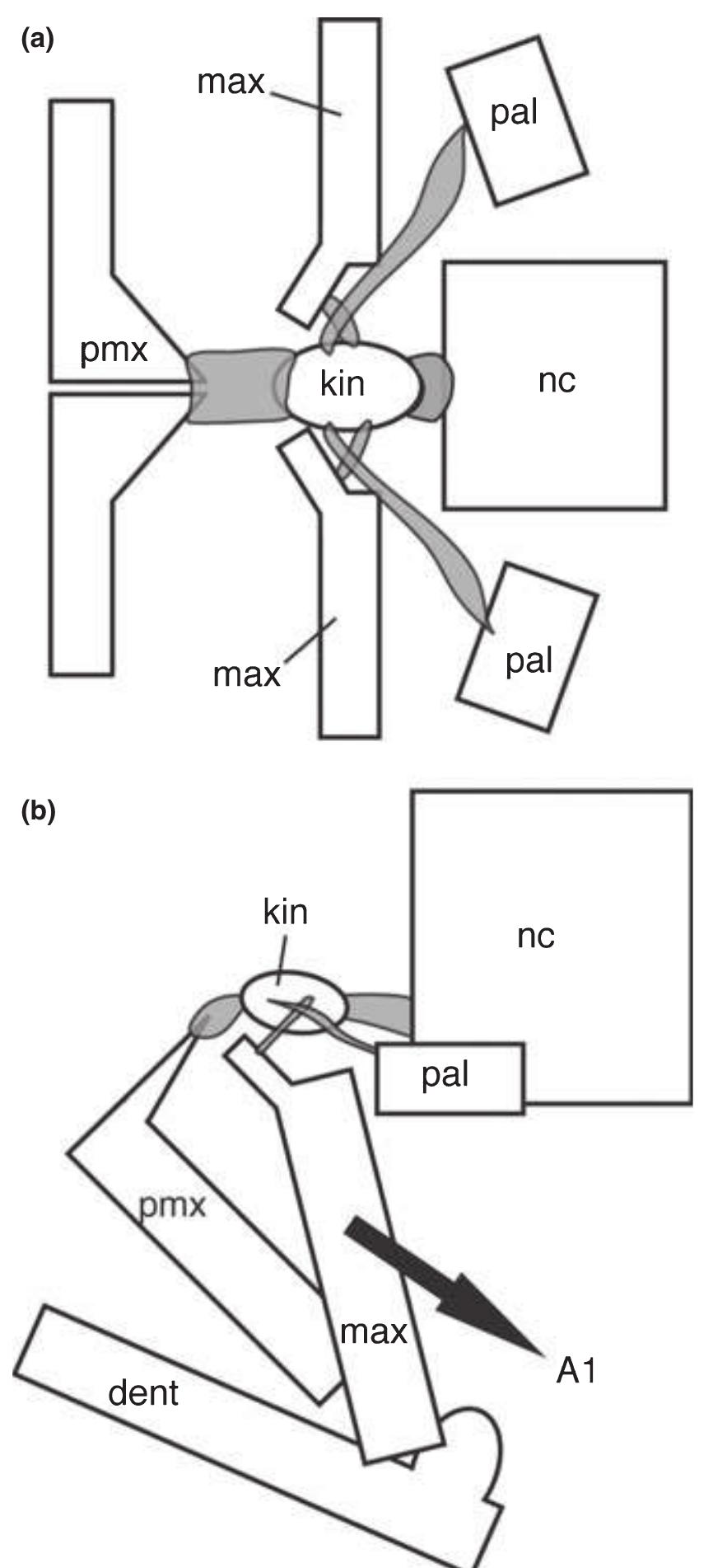 Schematic of the bones and ligaments in the cypriniform