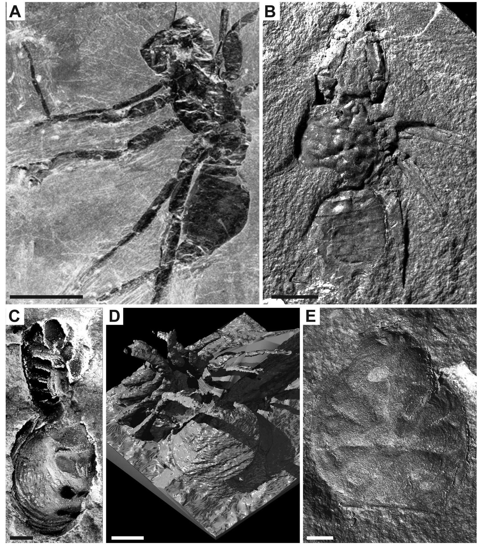 Tetrapulmonata fossil calibrations for (a) nodes 17-19: