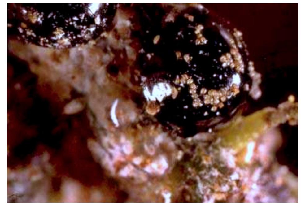 Chilocorus nigritus adult with heavy infestation of