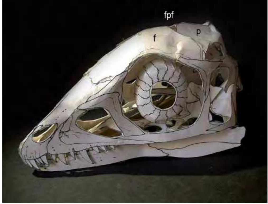 - cardboard model of the skull of scipionyx samniticus,