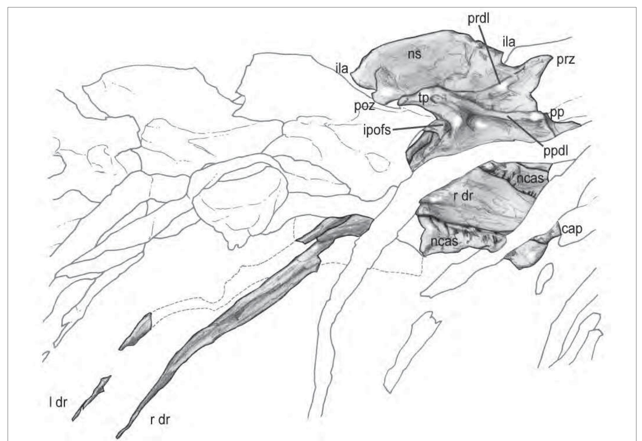 - shaded drawing of the 9" dorsal vertebra and ribs of