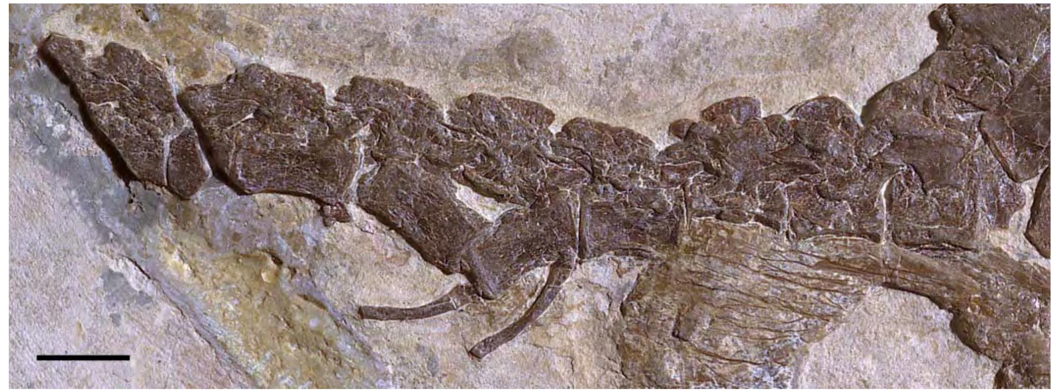 - caudal vertebrae and haemal arches of scipionyx