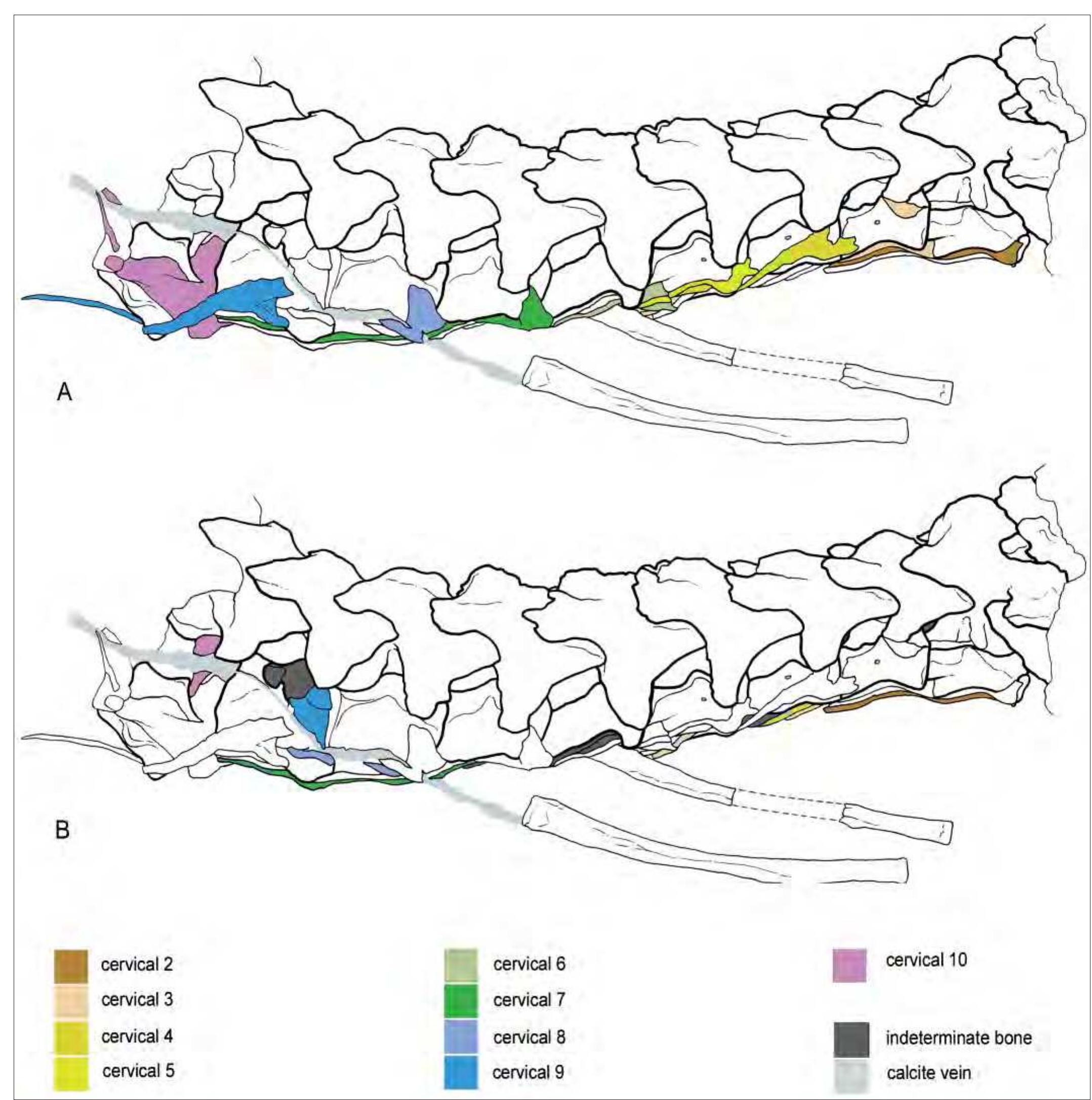 - line drawings of the cervical ribs of scipionyx