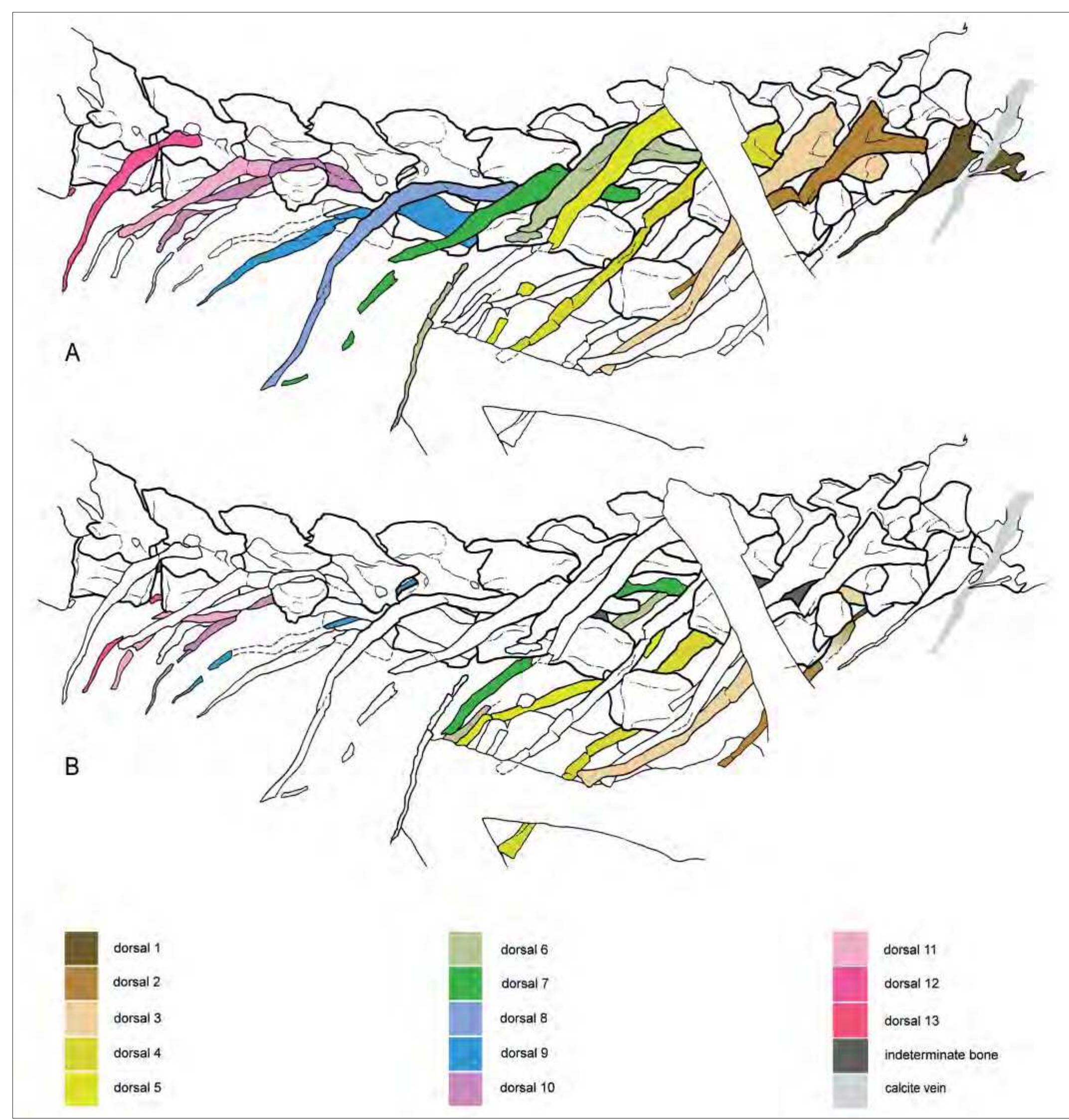 - line drawings of the dorsal ribs of scipionyx samniticus,