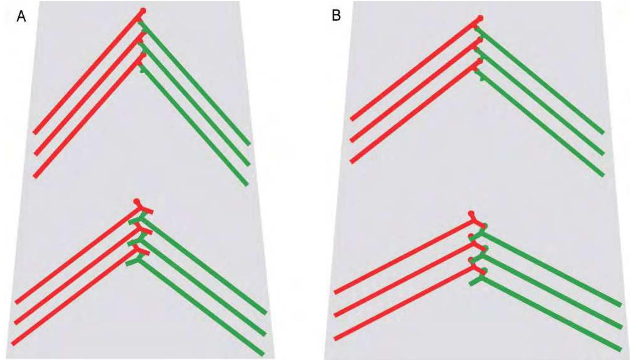 - schematic modelling of the retraction and protraction