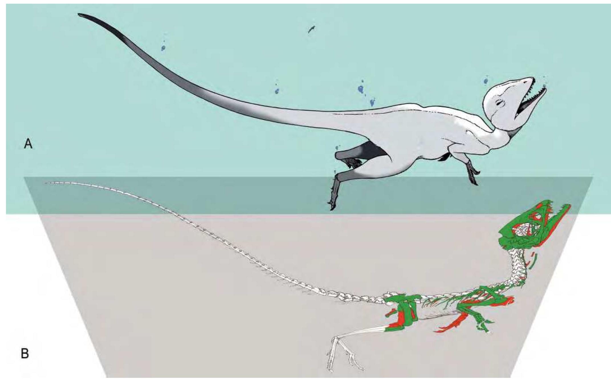 - interpretive drawing of the passive pose of the carcass of