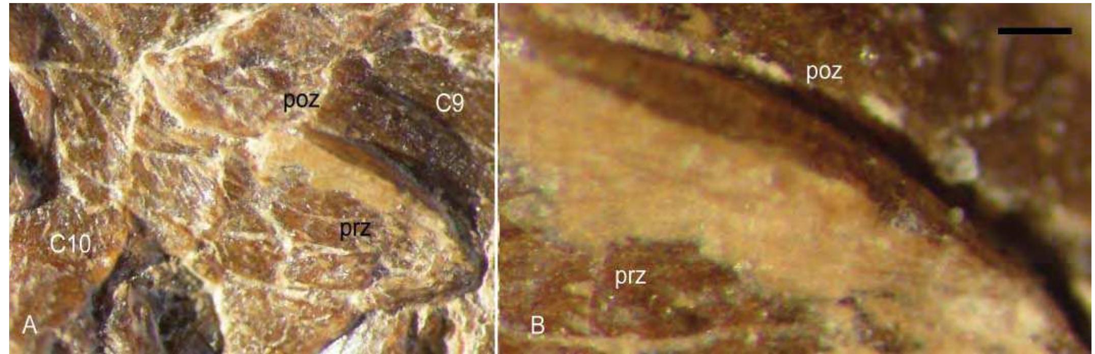 - articulated 9" and 10" cervical neural arches of scipionyx