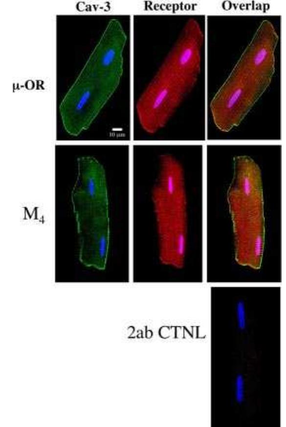 Fic. 4. immunofluorescence and deconvolution analysis of the